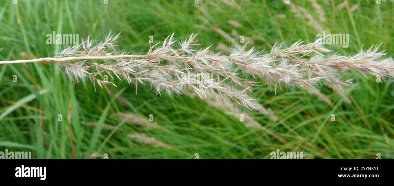 Purple Small-reed (Calamagrostis canescens Stock Photo - Alamy
