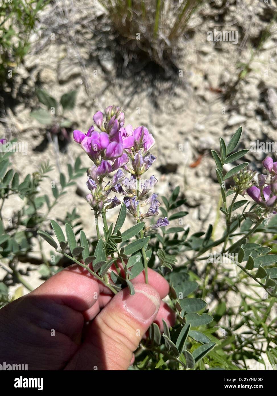 Boreal Sweet-vetch (Hedysarum boreale Stock Photo - Alamy