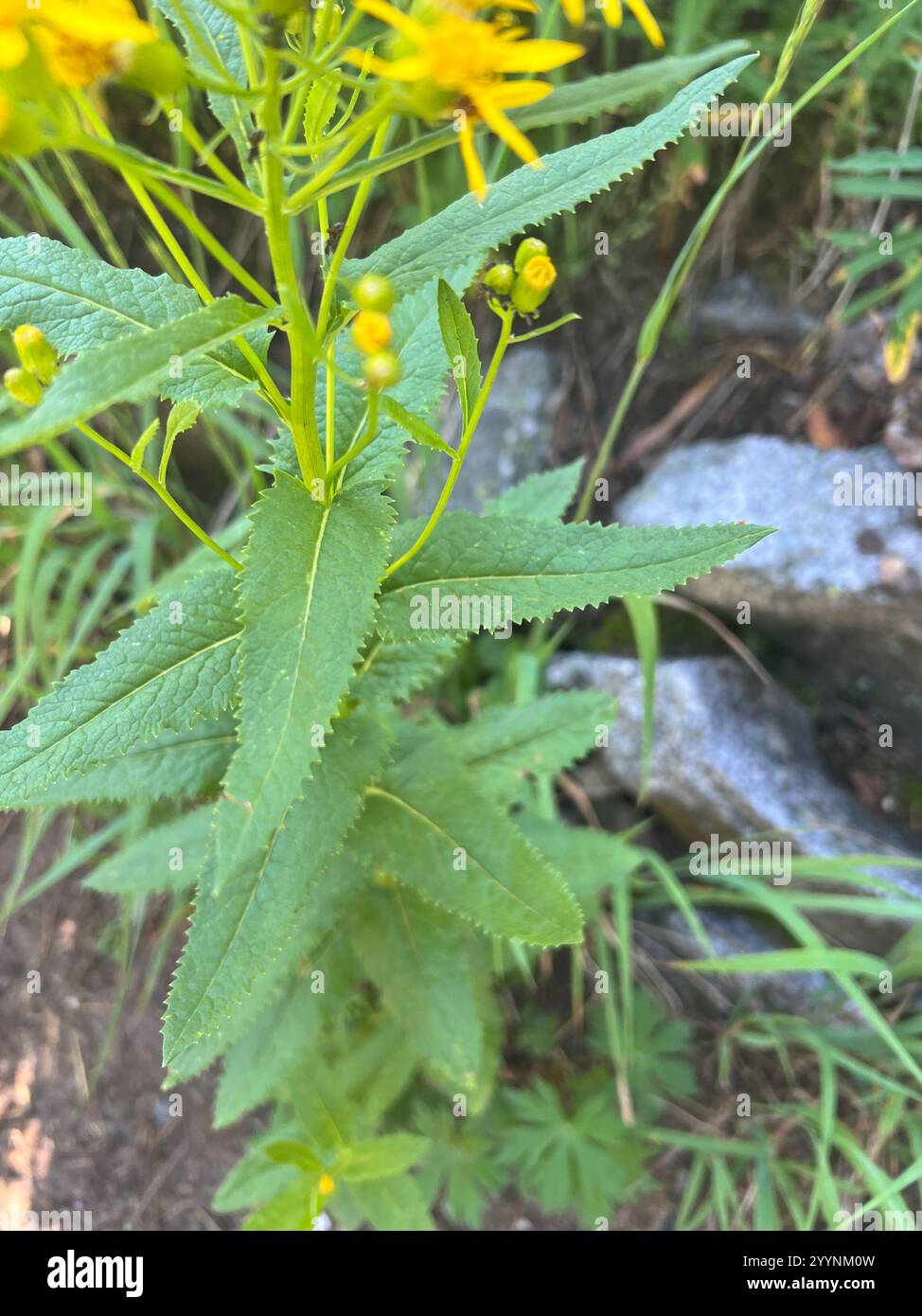 Arrowleaf Senecio (Senecio triangularis Stock Photo - Alamy