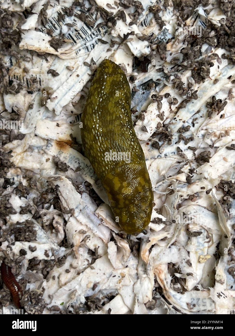 Green Cellar Slug (Limacus maculatus Stock Photo - Alamy