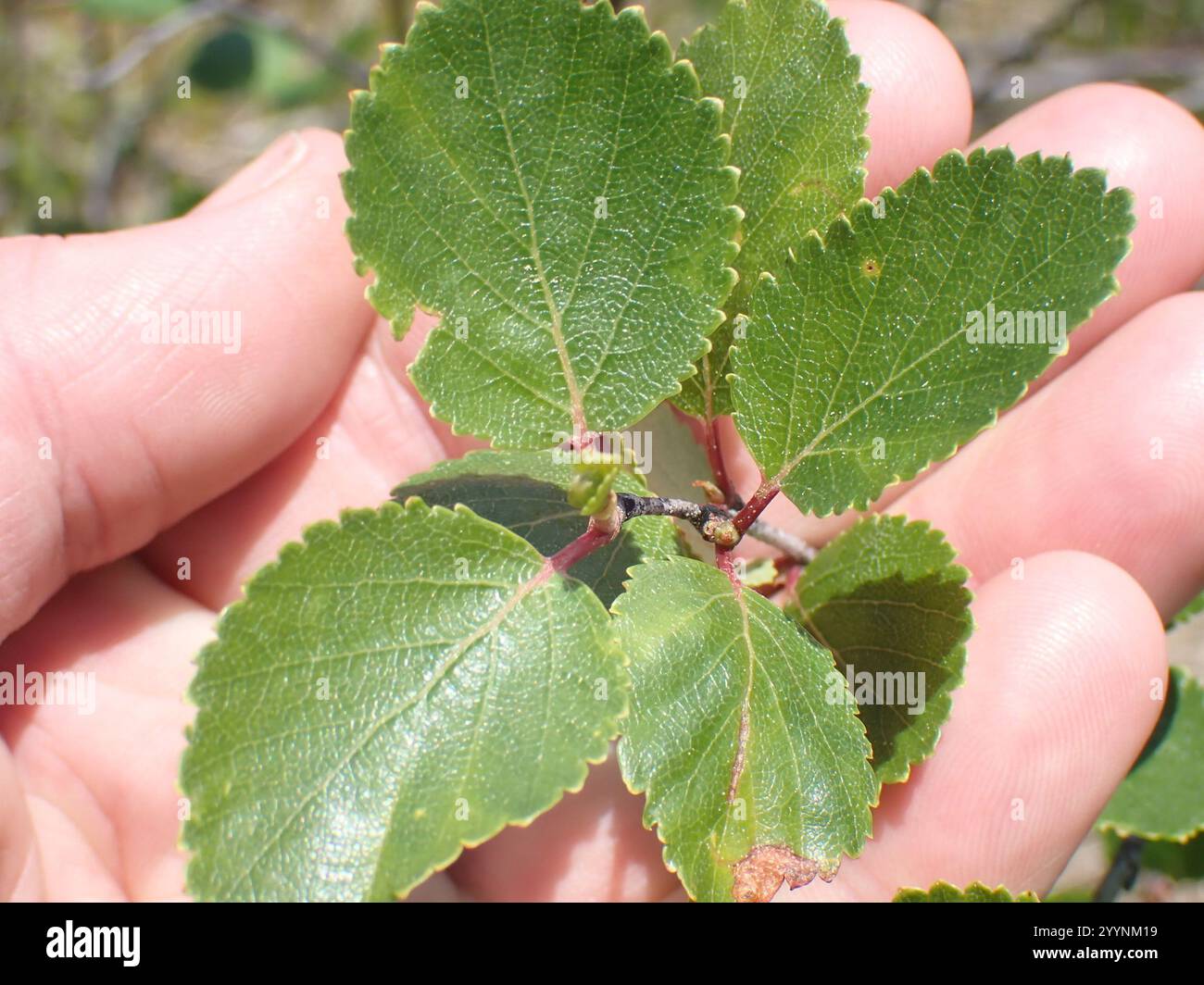 dwarf resin birch (Betula glandulosa Stock Photo - Alamy
