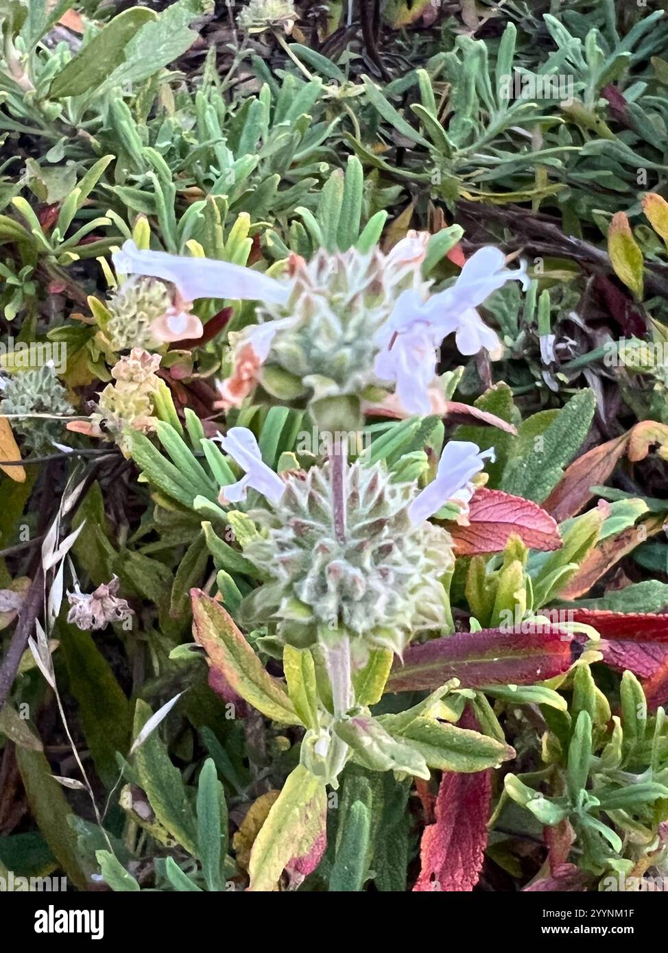 black sage (Salvia mellifera Stock Photo - Alamy