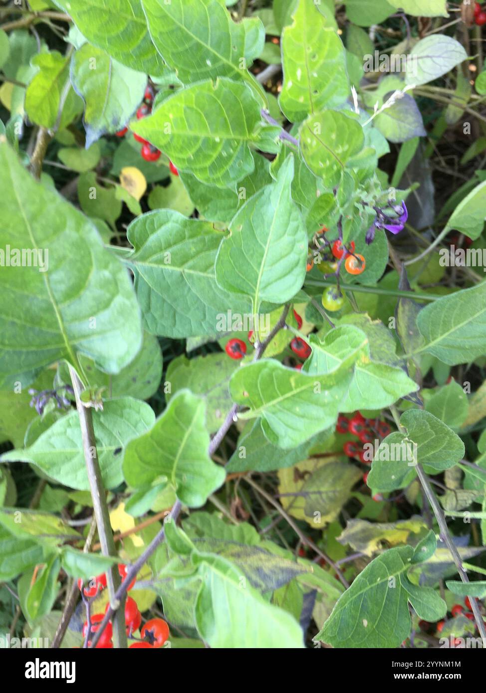 bittersweet nightshade (Solanum dulcamara Stock Photo - Alamy