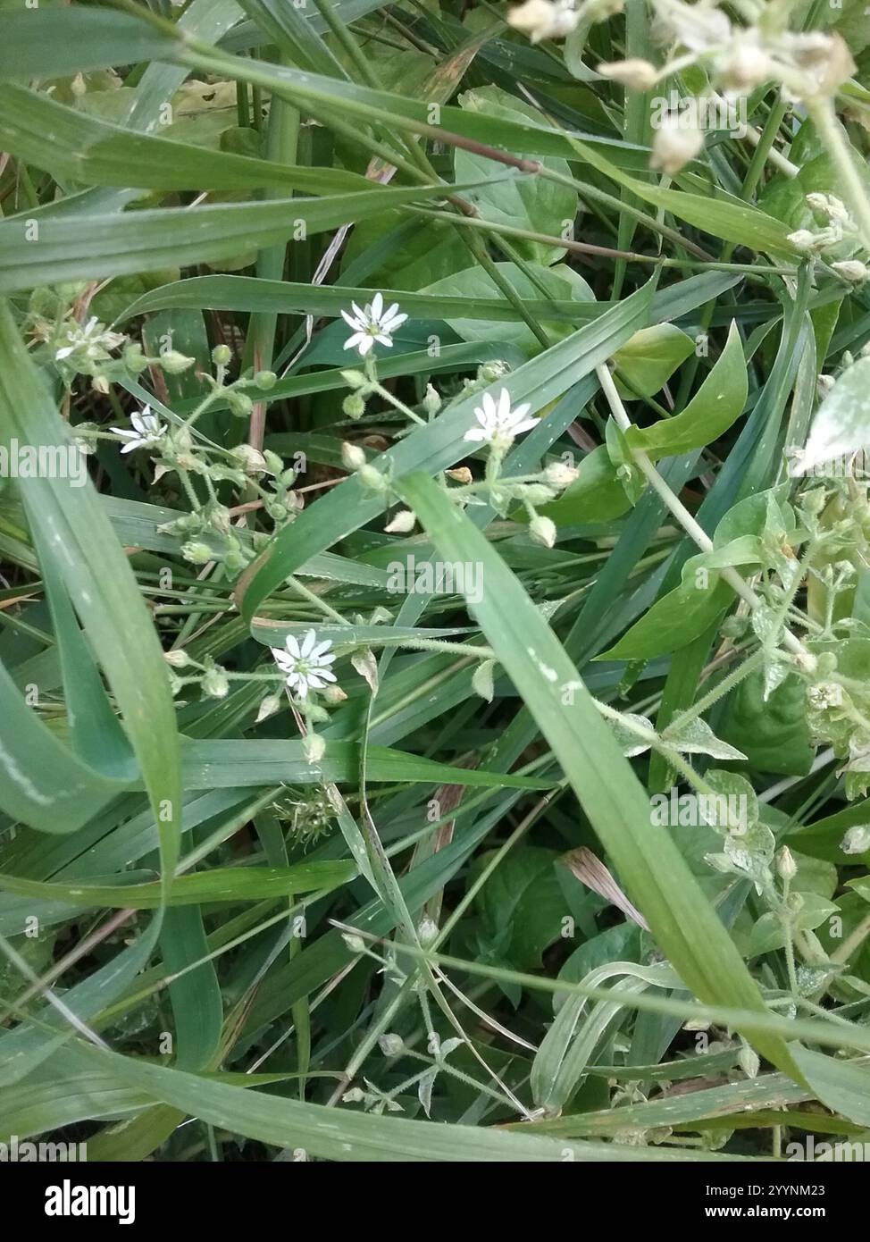 Water Chickweed (Stellaria aquatica Stock Photo - Alamy