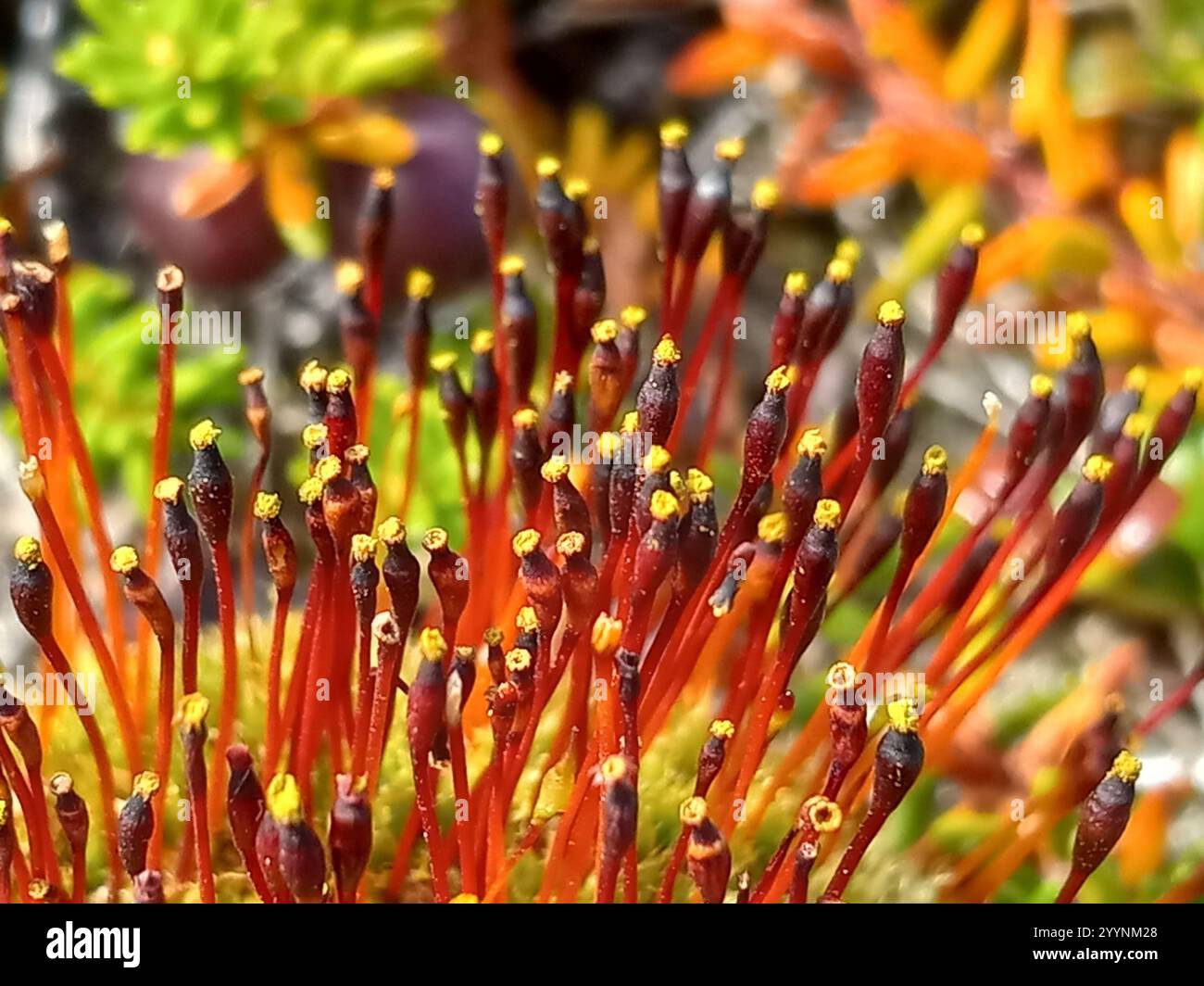 Slender Cruet-moss (Tetraplodon mnioides Stock Photo - Alamy