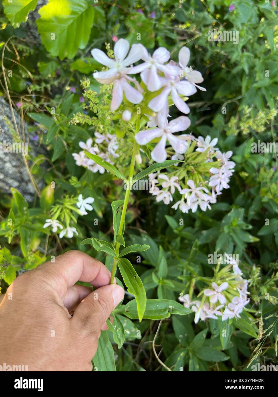 common soapwort (Saponaria officinalis Stock Photo - Alamy