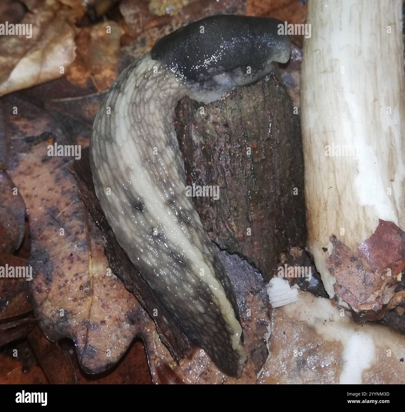 Ash-black Slug (Limax cinereoniger Stock Photo - Alamy
