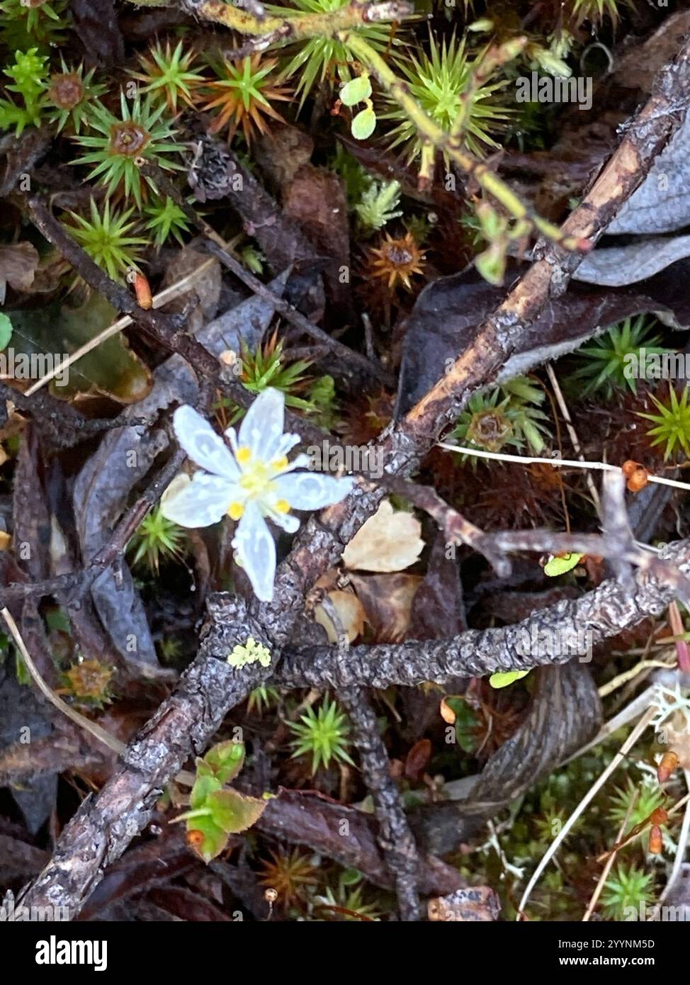 threeleaf goldthread (Coptis trifolia Stock Photo - Alamy