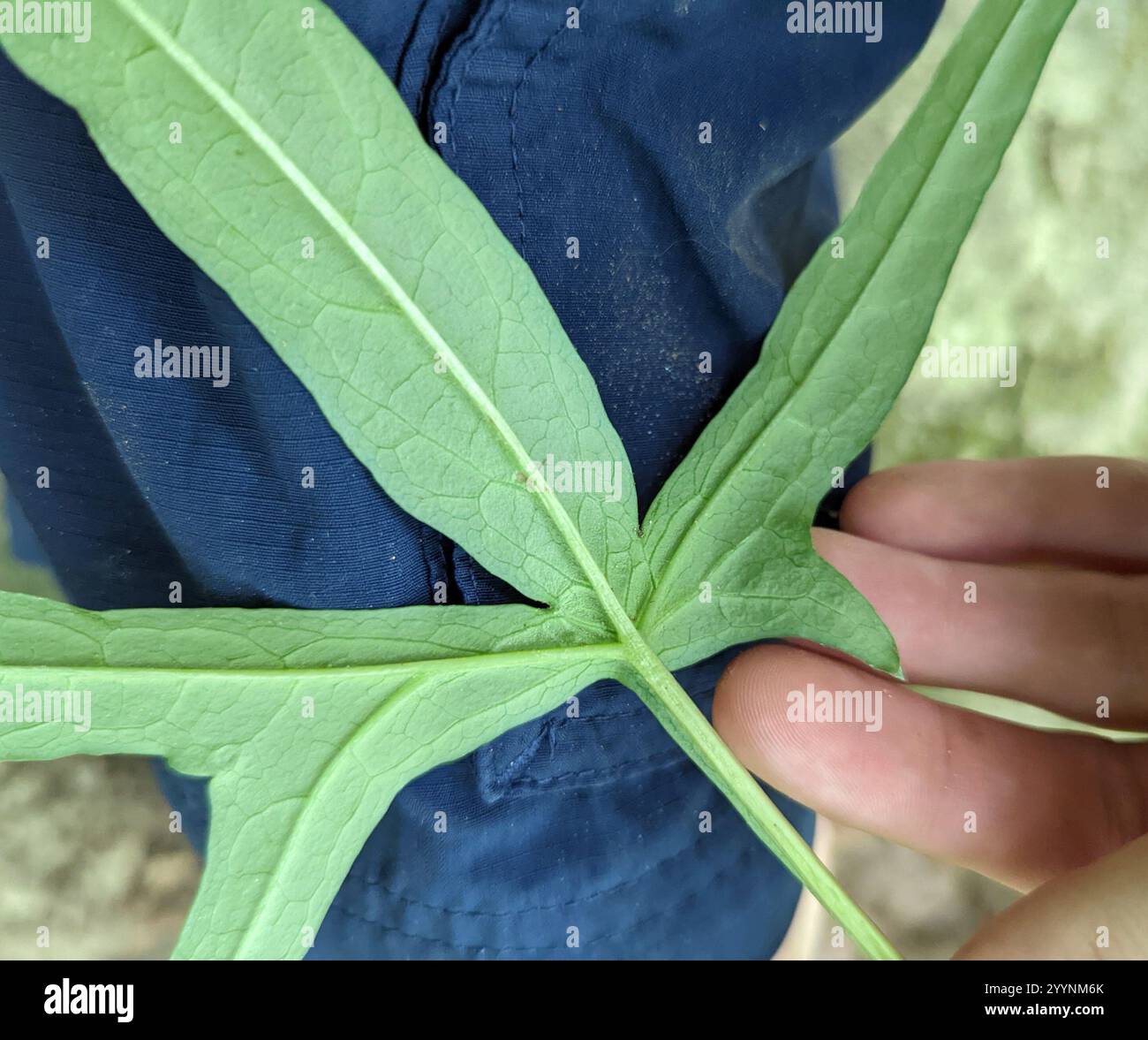 tall rattlesnake root (Nabalus altissimus Stock Photo - Alamy