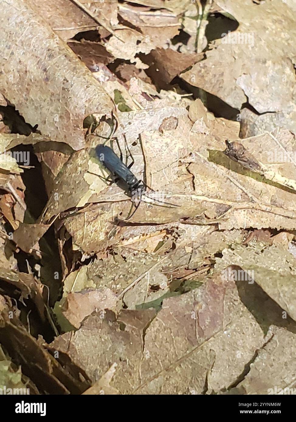 Spider Wasps, Velvet Ants, and Allies (Pompiloidea Stock Photo - Alamy