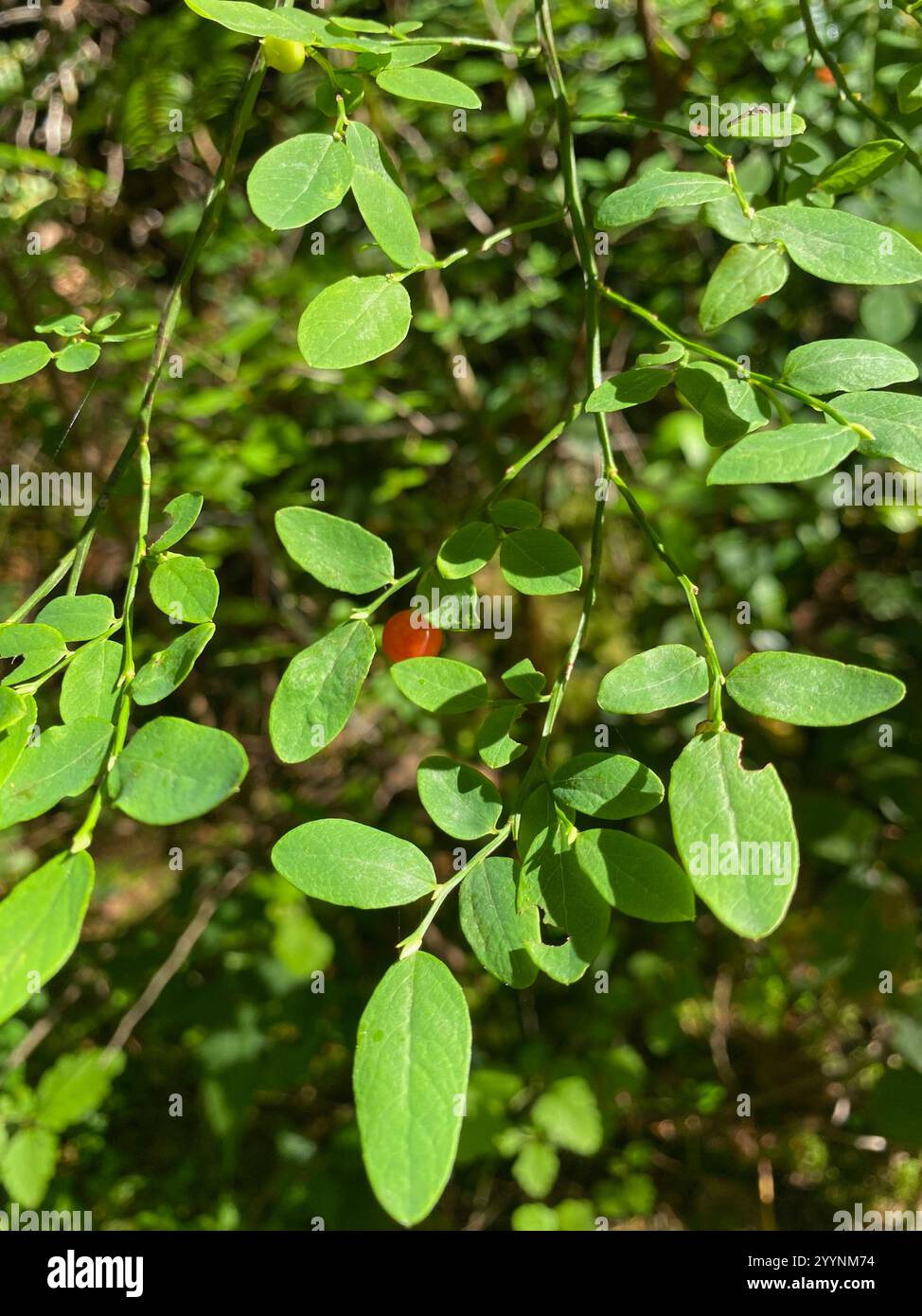 Red Huckleberry (Vaccinium parvifolium Stock Photo - Alamy