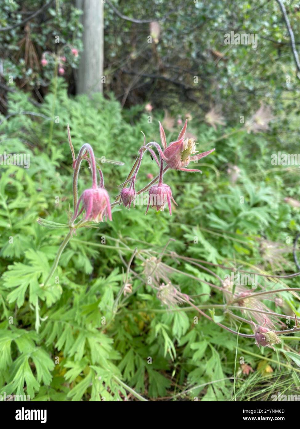 prairie smoke (Geum triflorum Stock Photo - Alamy