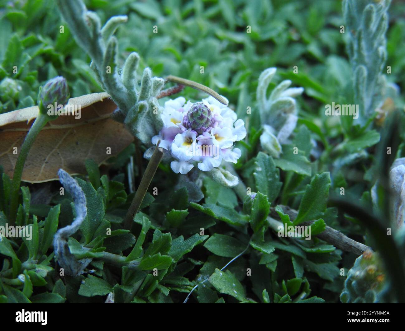 turkey tangle frogfruit (Phyla nodiflora Stock Photo - Alamy