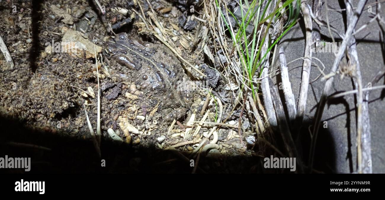Sand Toad (Vandijkophrynus angusticeps Stock Photo - Alamy