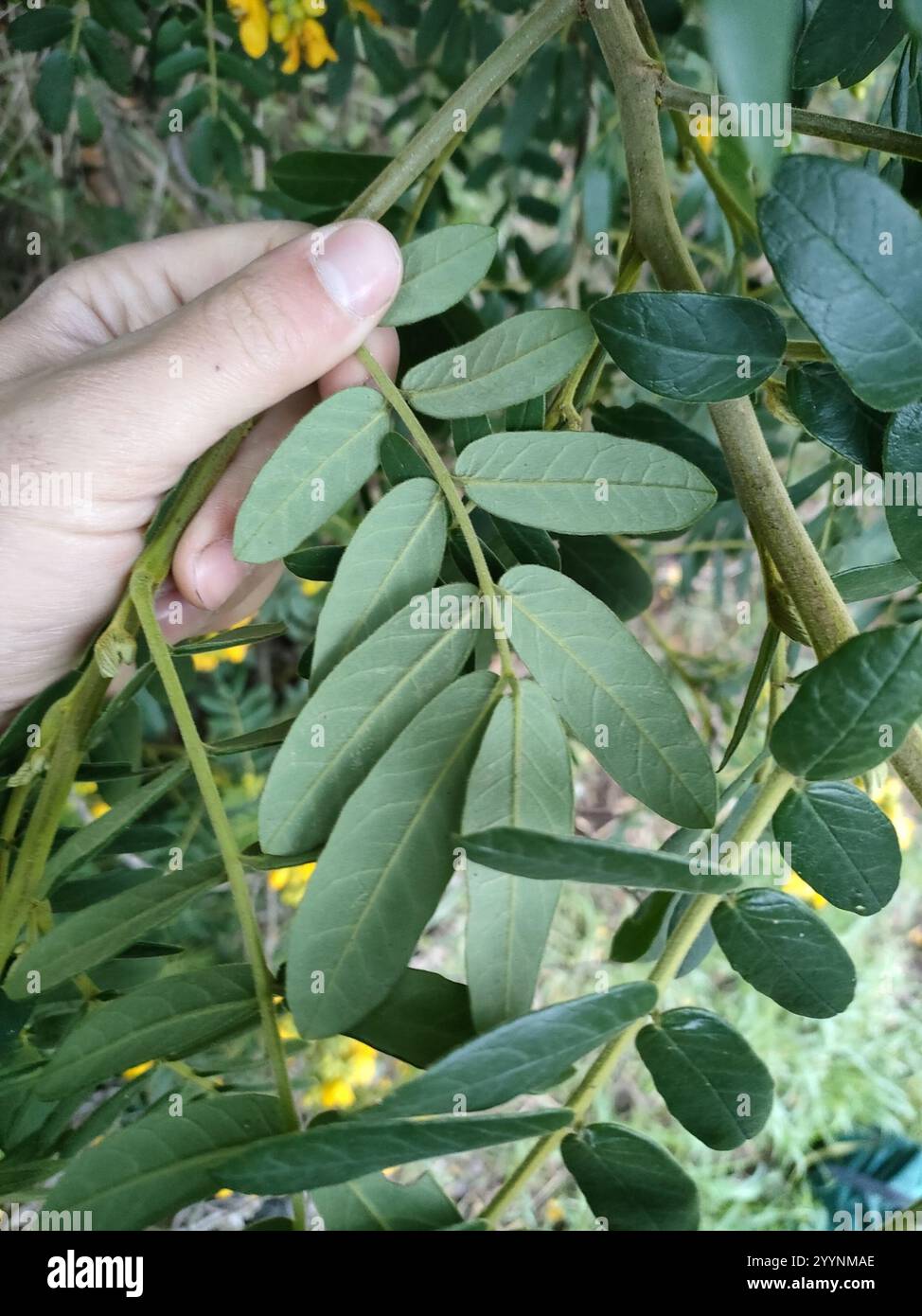 Buttercup Bush (Senna multiglandulosa Stock Photo - Alamy
