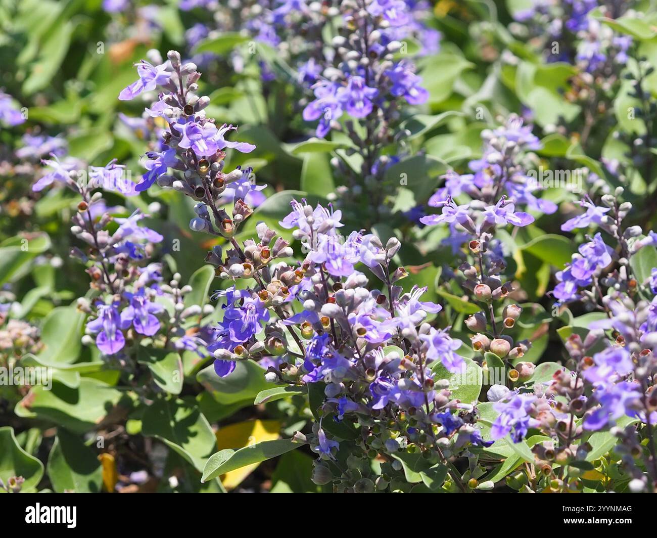 Beach Vitex (Vitex rotundifolia Stock Photo - Alamy