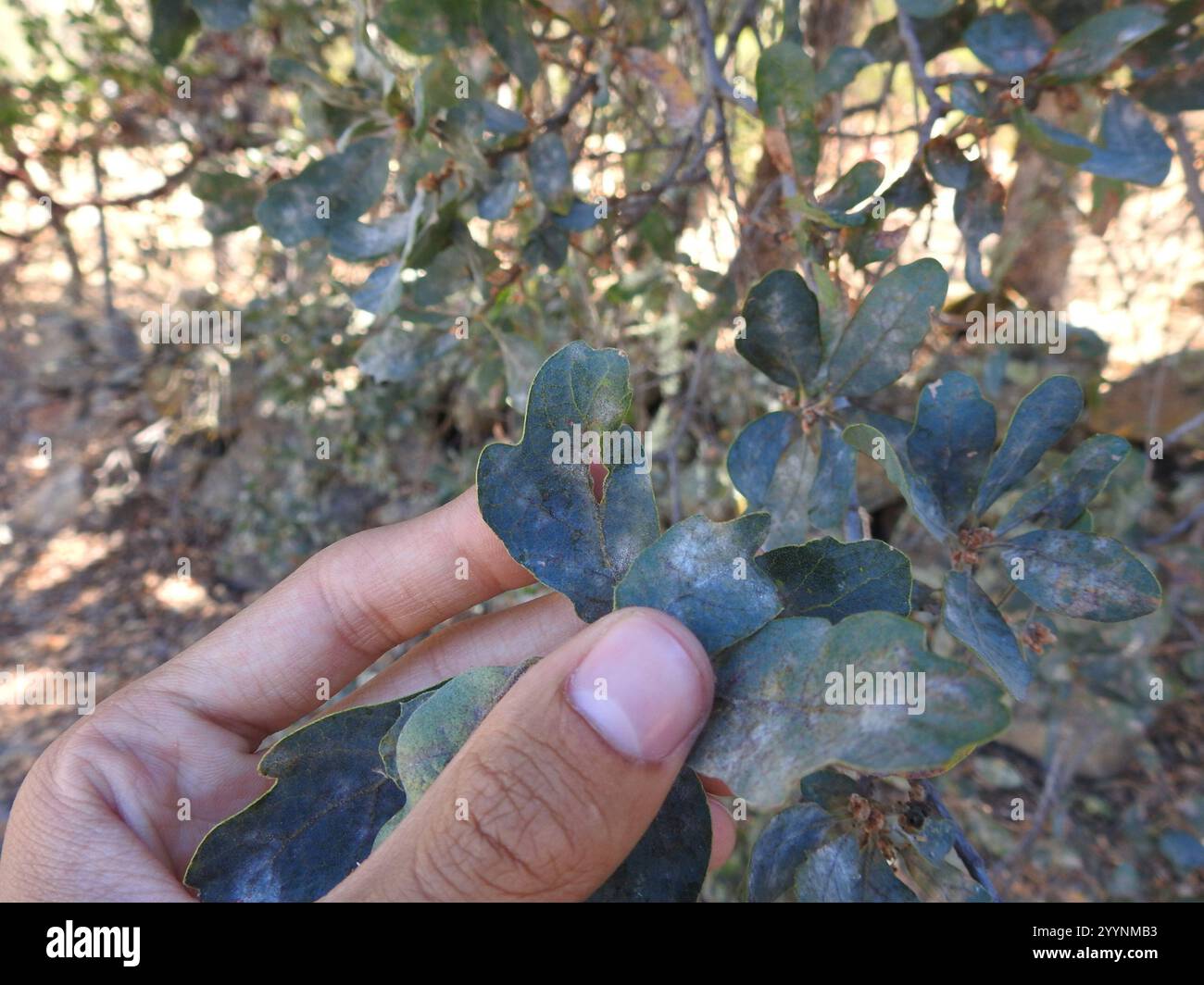blue oak (Quercus douglasii Stock Photo - Alamy