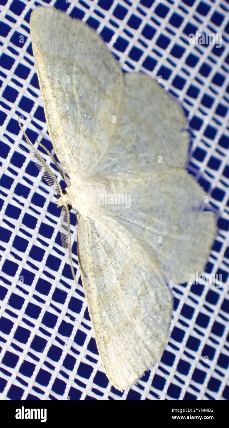 Northern Wave Moth (Cabera exanthemata Stock Photo - Alamy