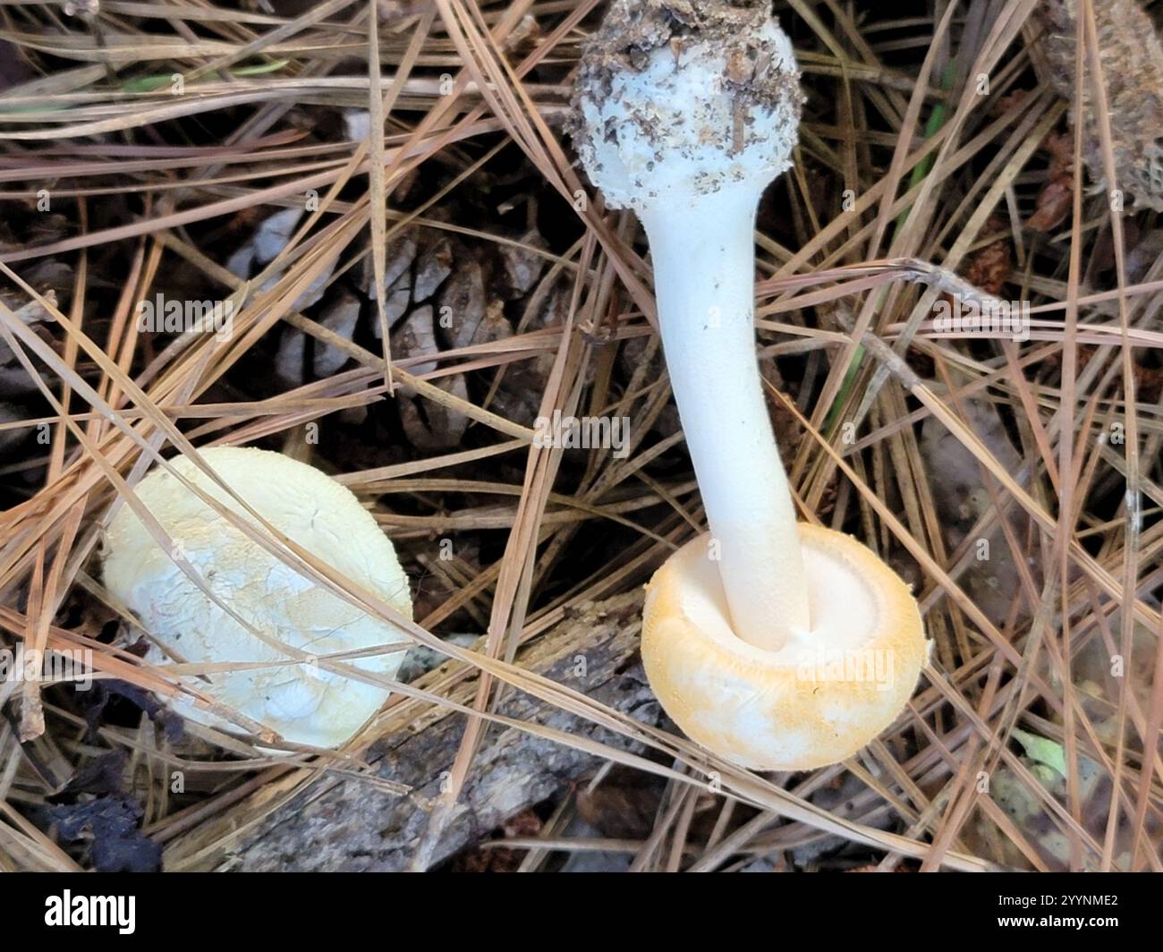 Rose-Tinted Amanita (Amanita roseotincta Stock Photo - Alamy