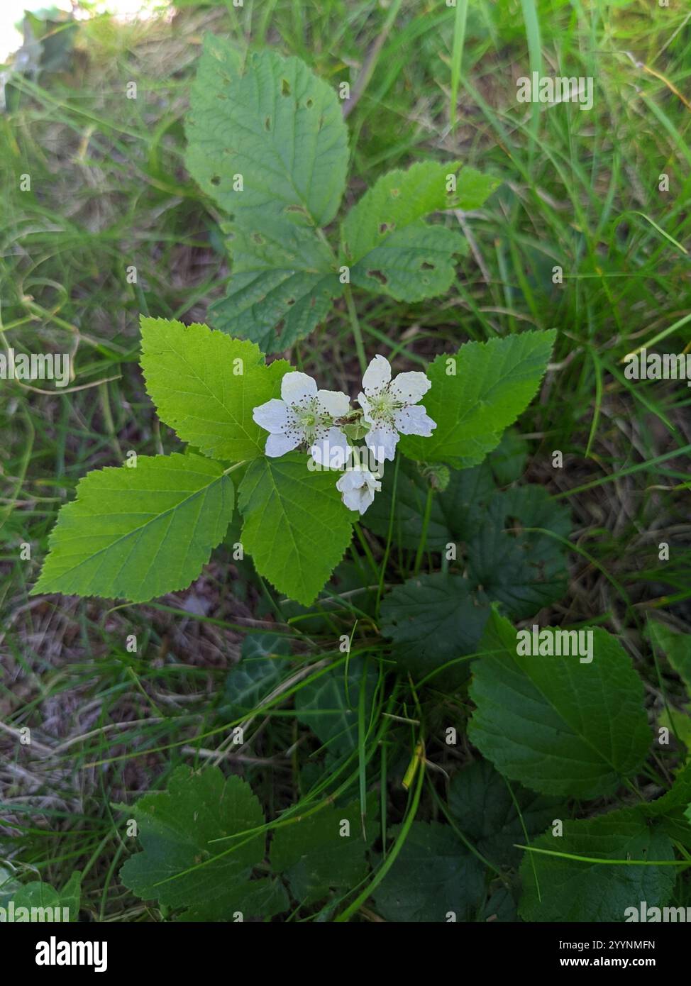 European dewberry (Rubus caesius Stock Photo - Alamy