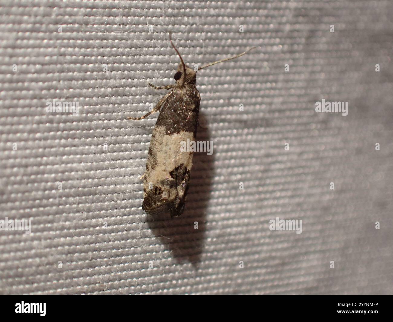 Eye-spotted Bud Moth (Spilonota ocellana Stock Photo - Alamy