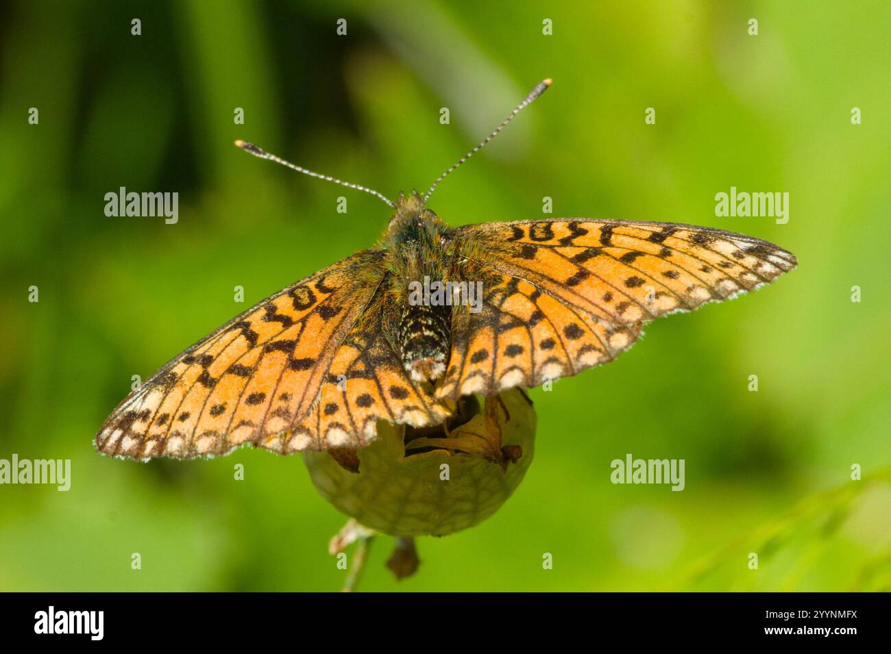 Eurasian Silver-bordered Fritillary (Boloria selene Stock Photo - Alamy