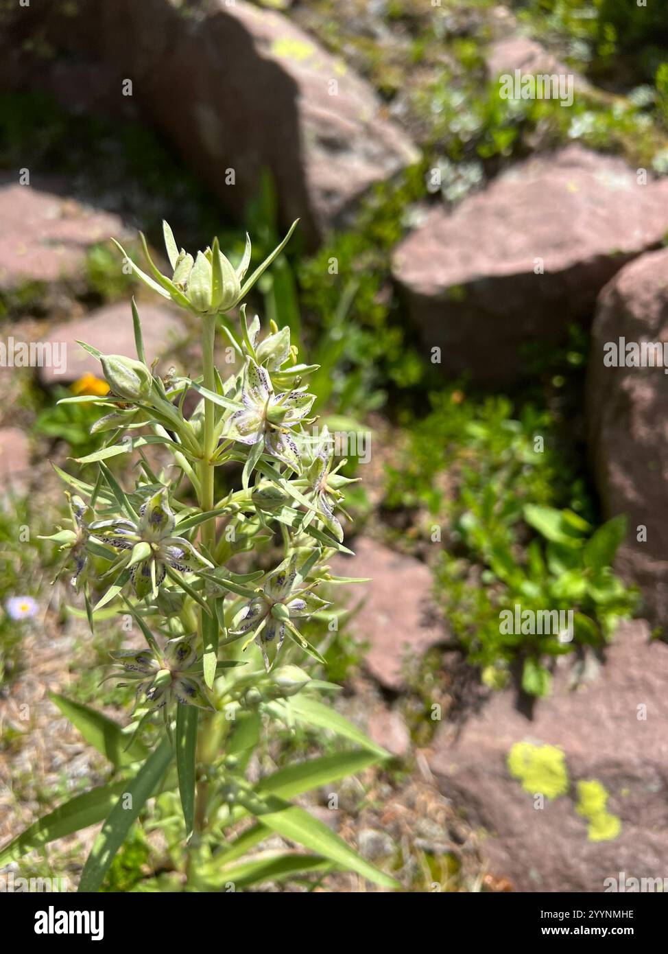 monument plant (Frasera speciosa Stock Photo - Alamy