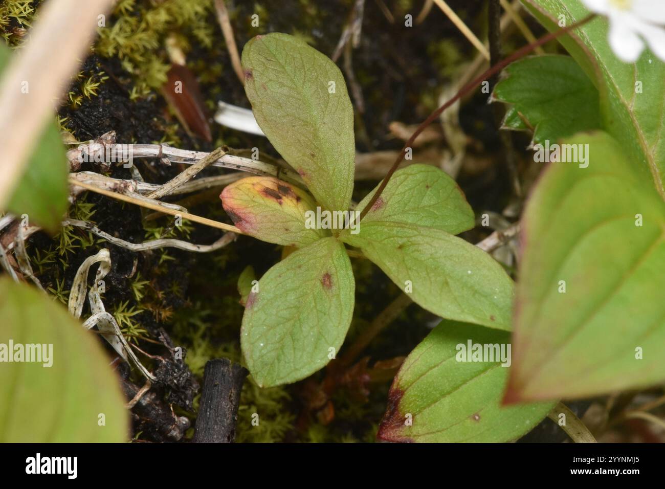 Arctic Starflower (Lysimachia europaea Stock Photo - Alamy