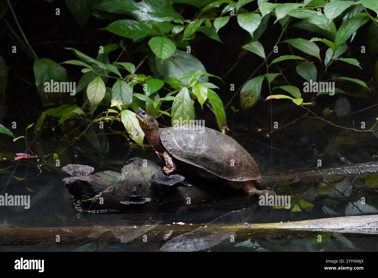 Black River Turtle (Rhinoclemmys funerea Stock Photo - Alamy