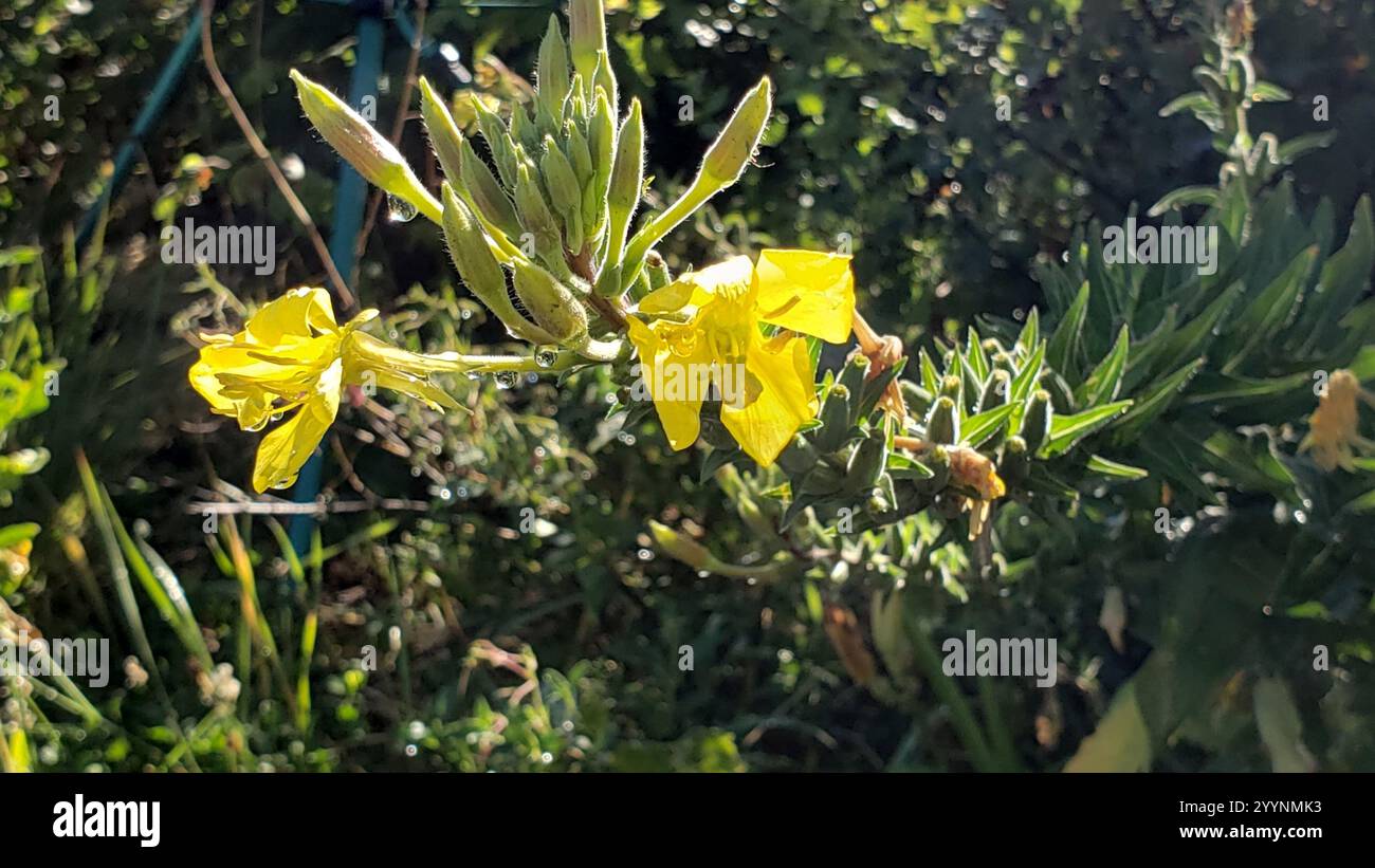 tall evening primrose (Oenothera elata Stock Photo - Alamy