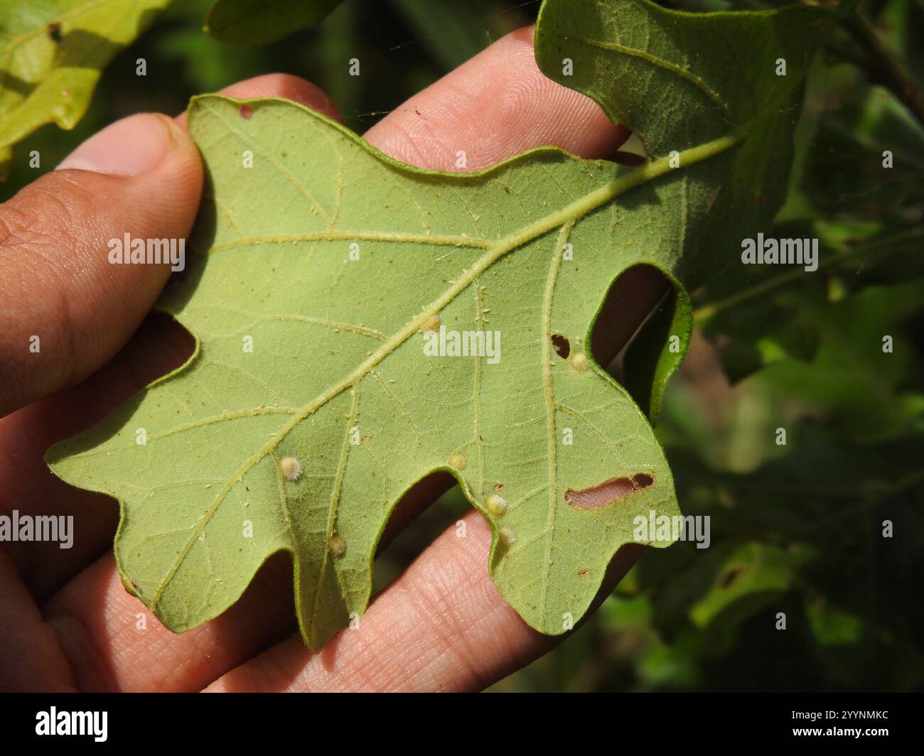 oak flake gall wasp (Neuroterus quercusverrucarum Stock Photo - Alamy