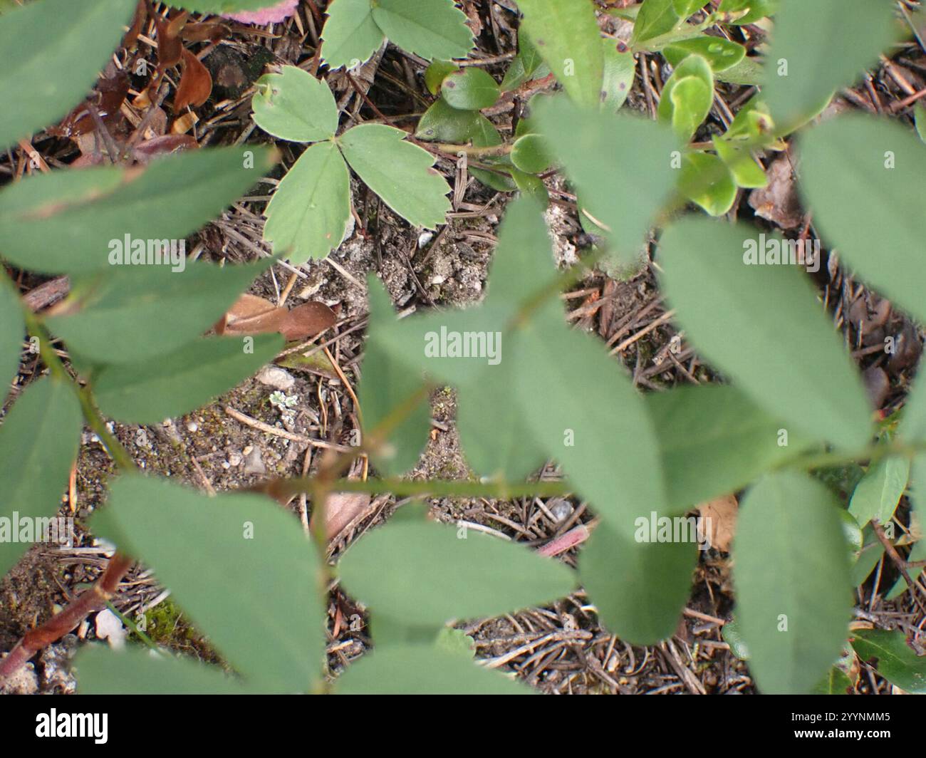 Yellow Sweet-vetch (Hedysarum sulphurescens Stock Photo - Alamy