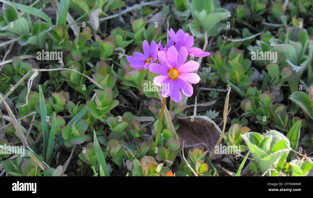 Wedge-leaf Primrose (Primula cuneifolia Stock Photo - Alamy