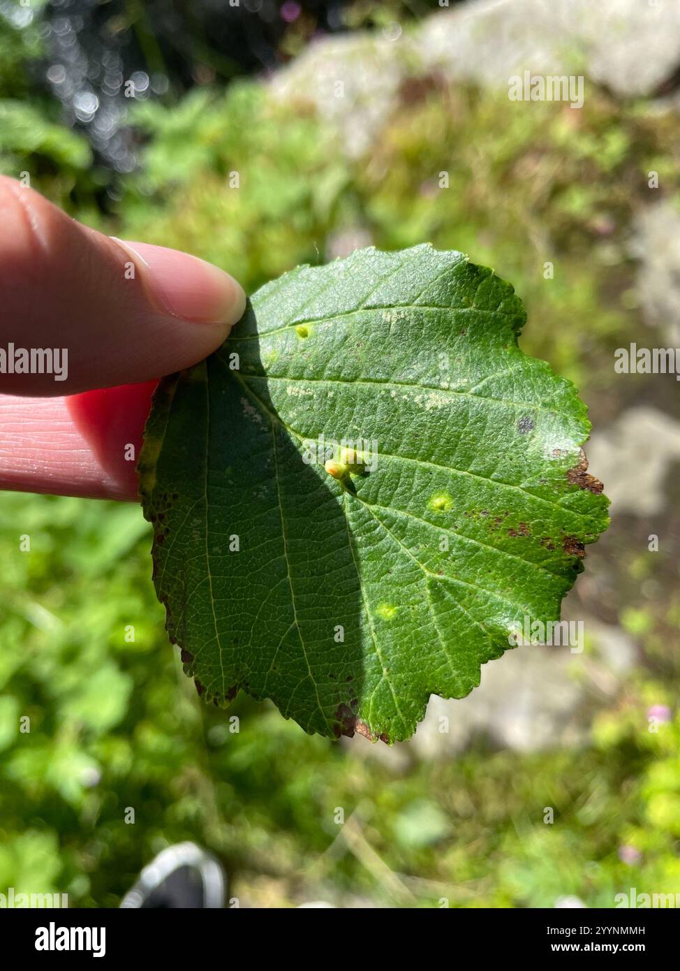 Gall and Rust Mites (Eriophyidae Stock Photo - Alamy