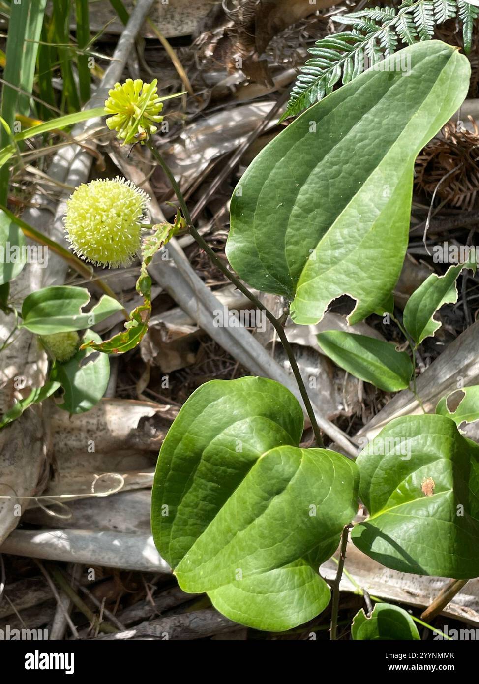 Austral Sarsaparilla (Smilax australis Stock Photo - Alamy