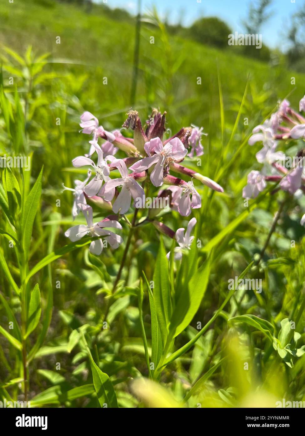 common soapwort (Saponaria officinalis Stock Photo - Alamy