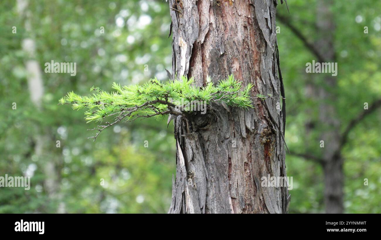 Japanese larch (Larix kaempferi Stock Photo - Alamy