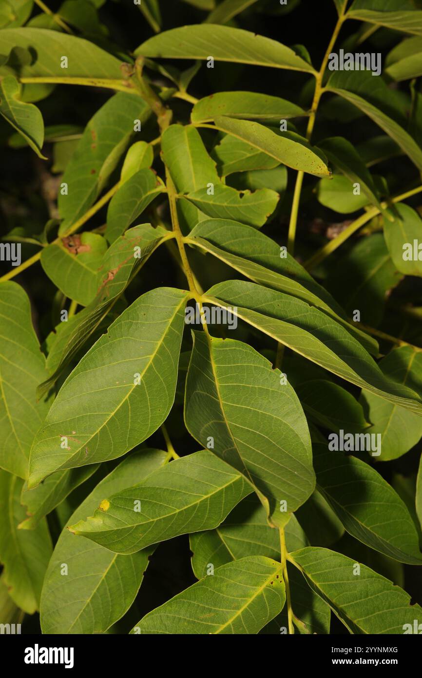 Persian walnut (Juglans regia Stock Photo - Alamy