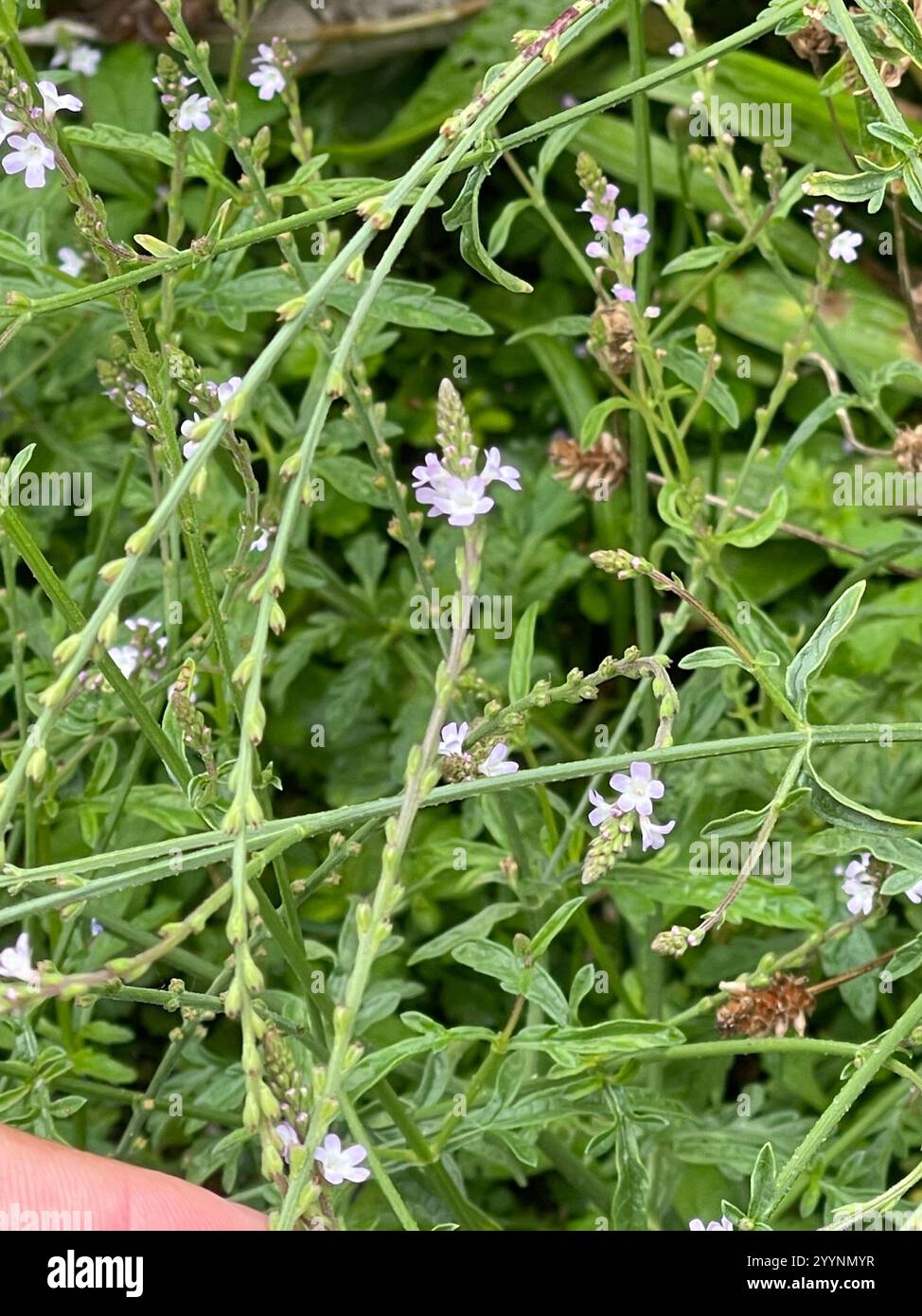 Common vervain (Verbena officinalis Stock Photo - Alamy