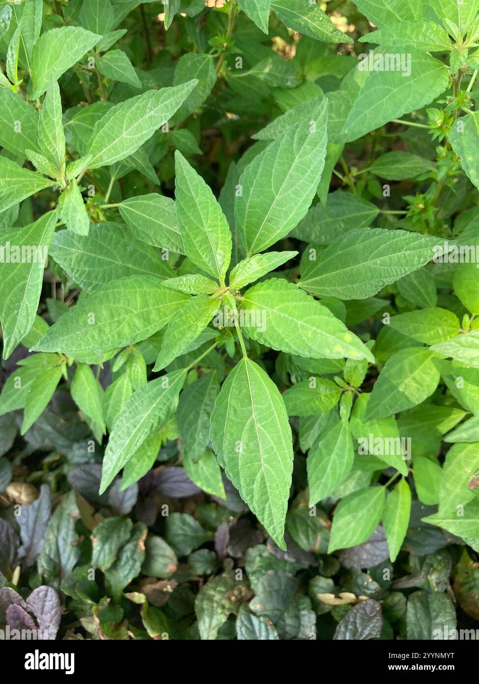 common copperleaf (Acalypha rhomboidea Stock Photo - Alamy
