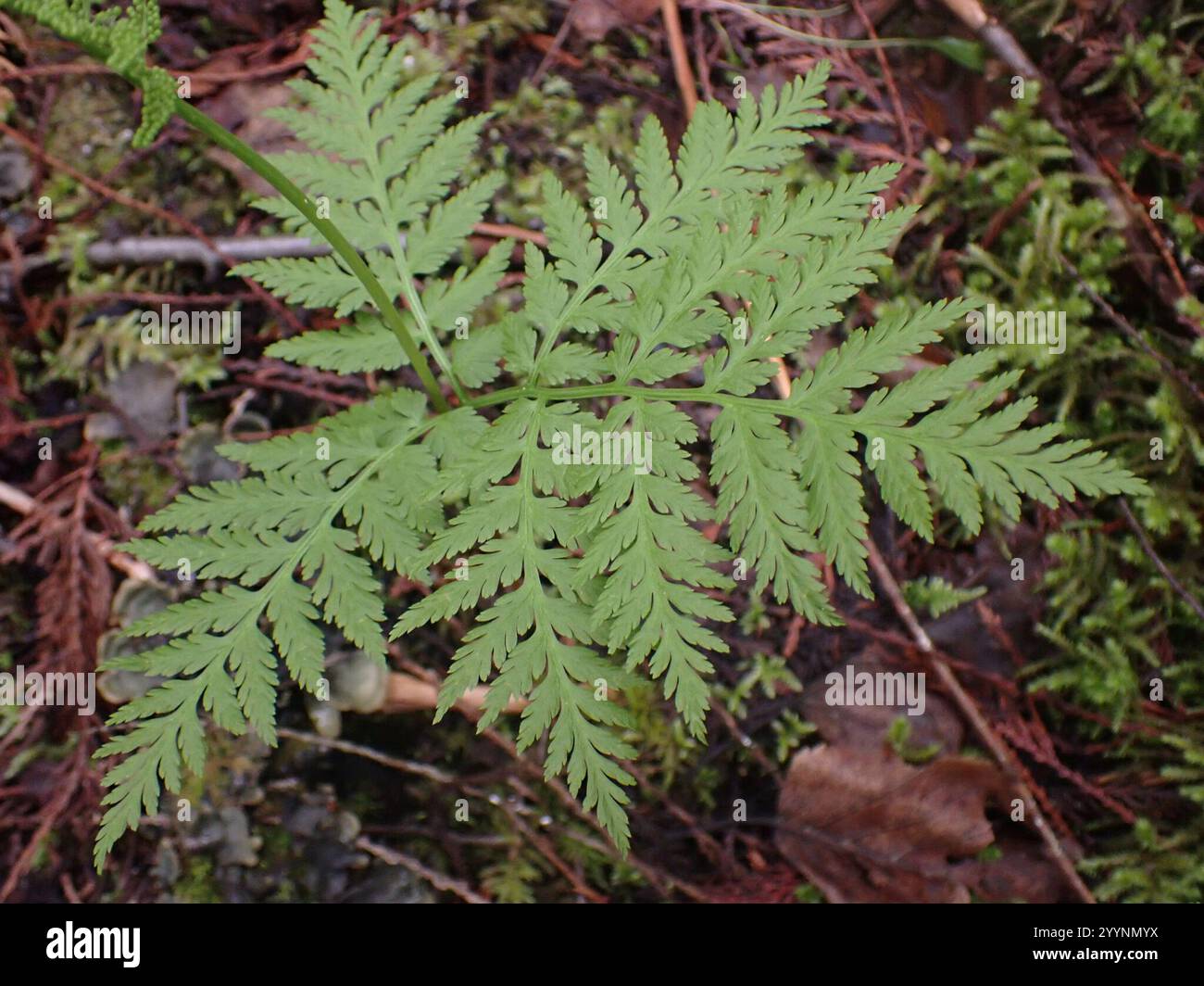 rattlesnake fern (Botrypus virginianus Stock Photo - Alamy