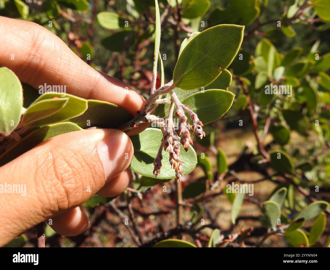Common Manzanita (Arctostaphylos manzanita Stock Photo - Alamy