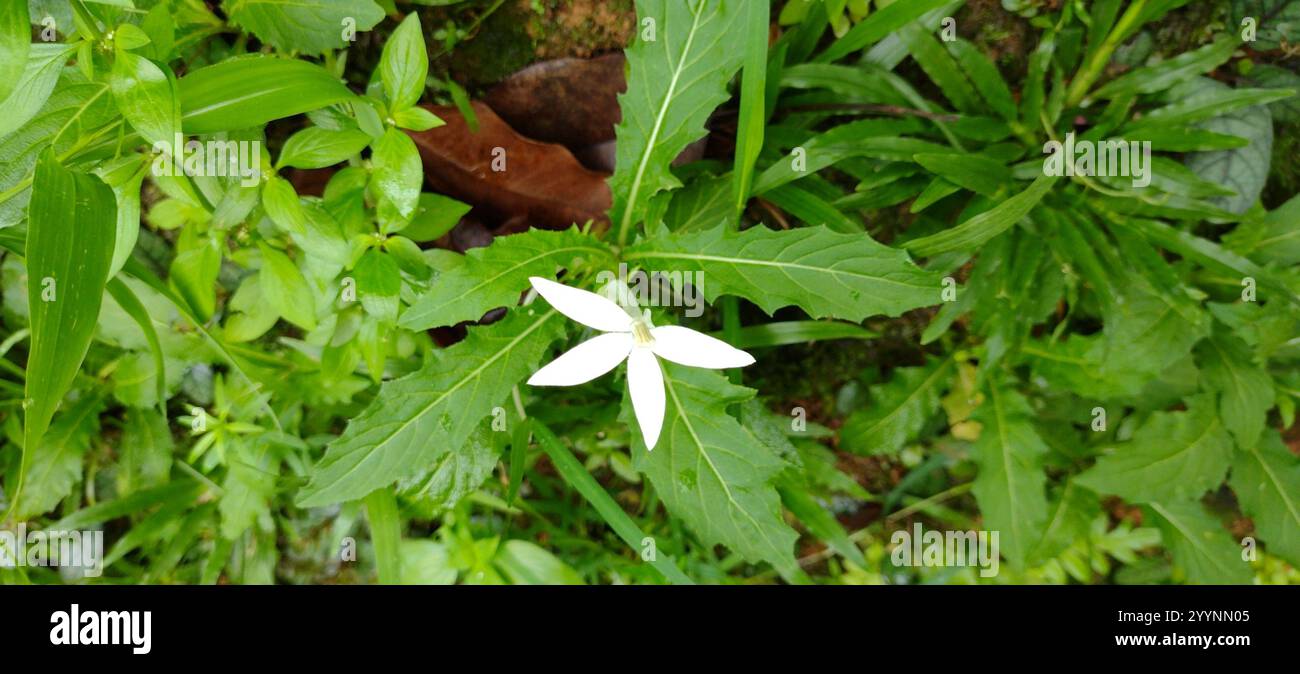 Star of Bethlehem (Hippobroma longiflora Stock Photo - Alamy