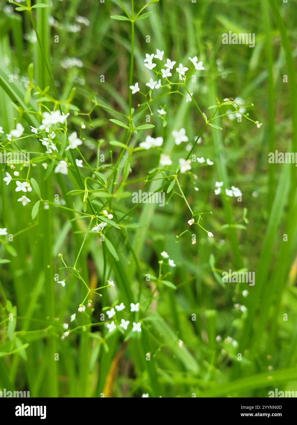Common Marsh-bedstraw (Galium palustre Stock Photo - Alamy