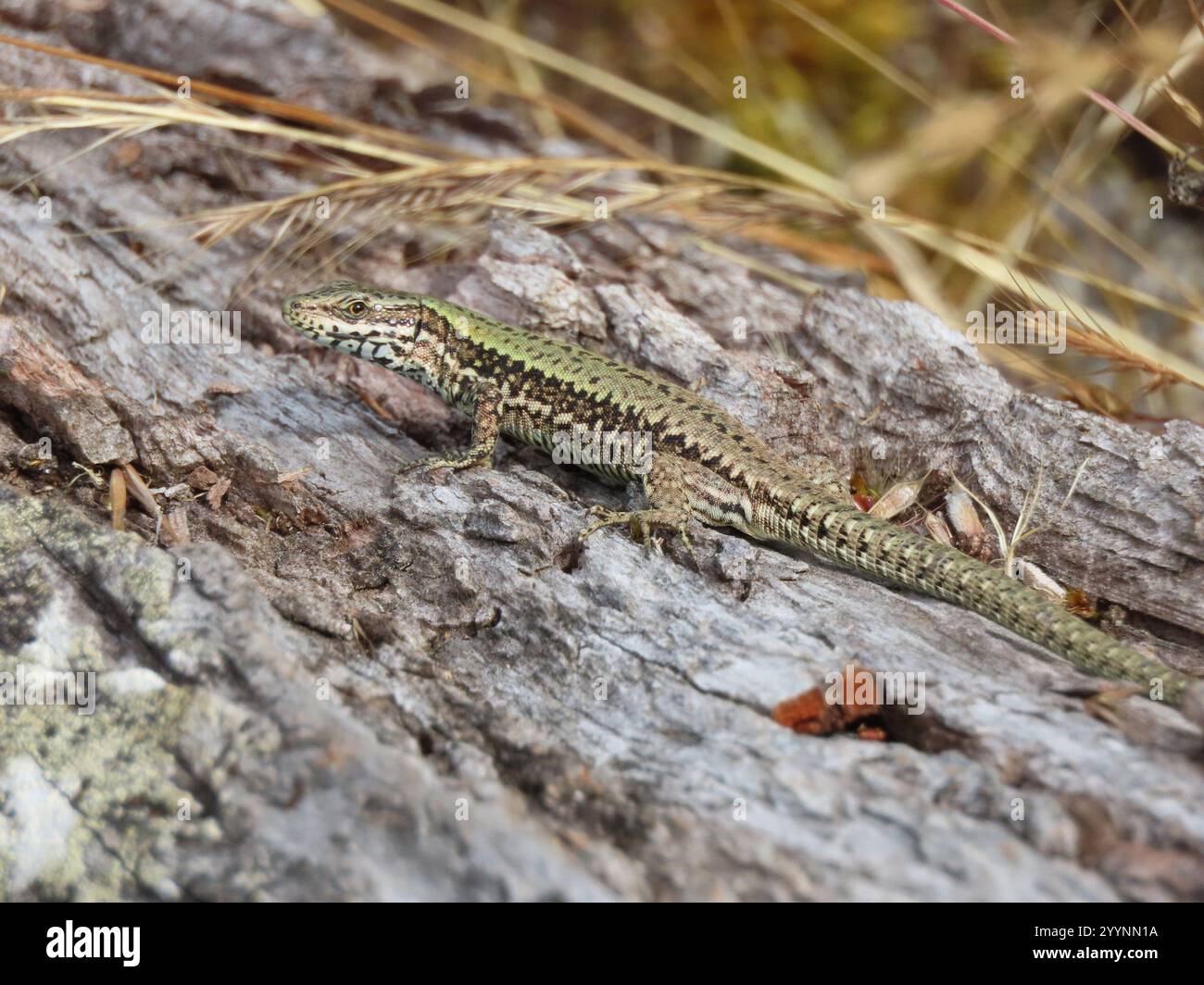 Common Wall Lizard (Podarcis muralis Stock Photo - Alamy