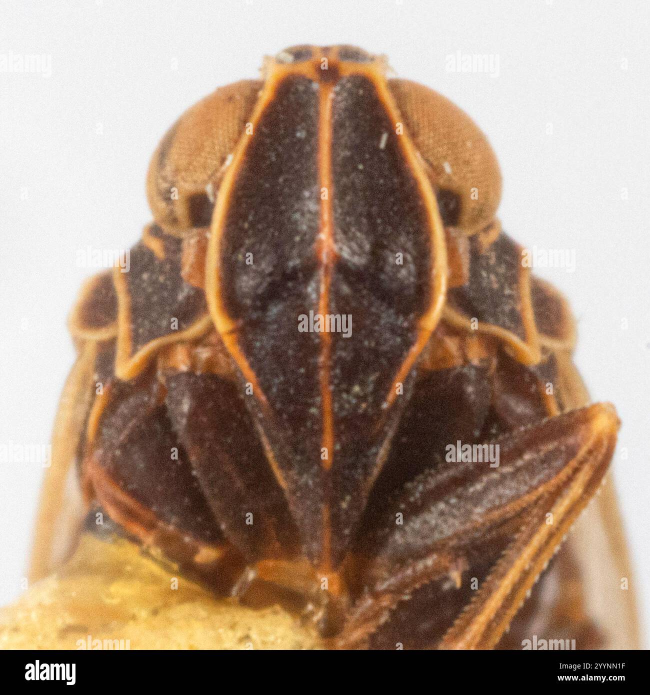 Melanoliarus hi-res stock photography and images - Alamy