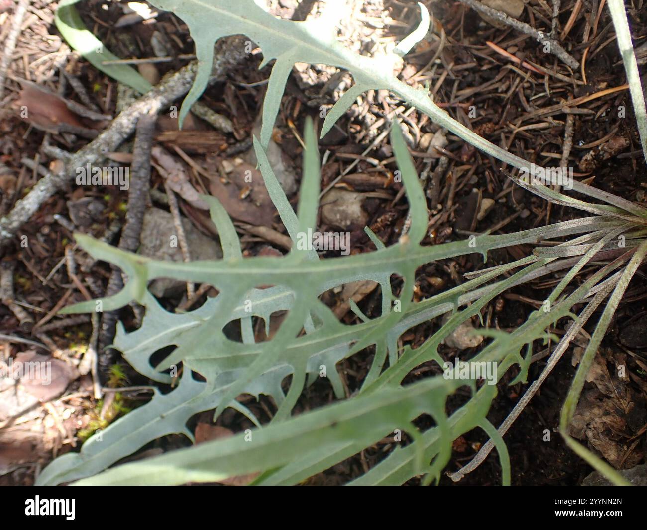 Slender Hawksbeard (Crepis atribarba Stock Photo - Alamy