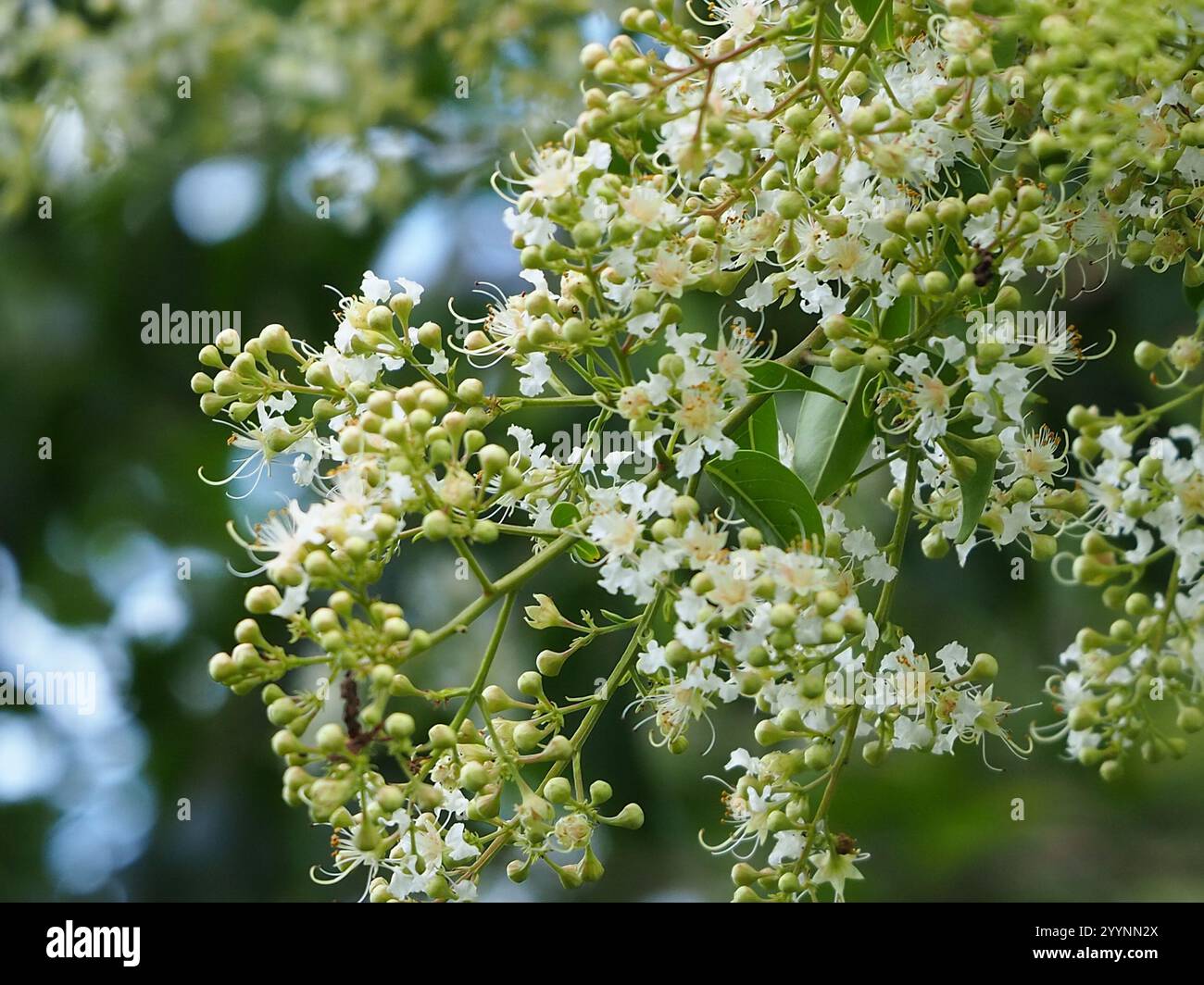 Subcostate Crape Myrtle (Lagerstroemia subcostata Stock Photo - Alamy
