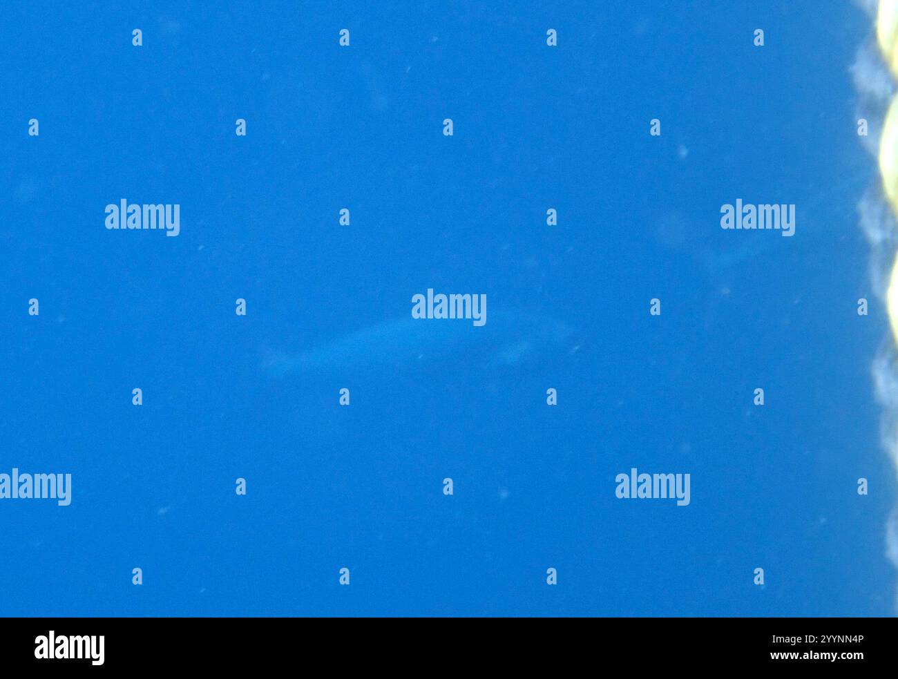 Ray-finned Fishes (Actinopterygii Stock Photo - Alamy