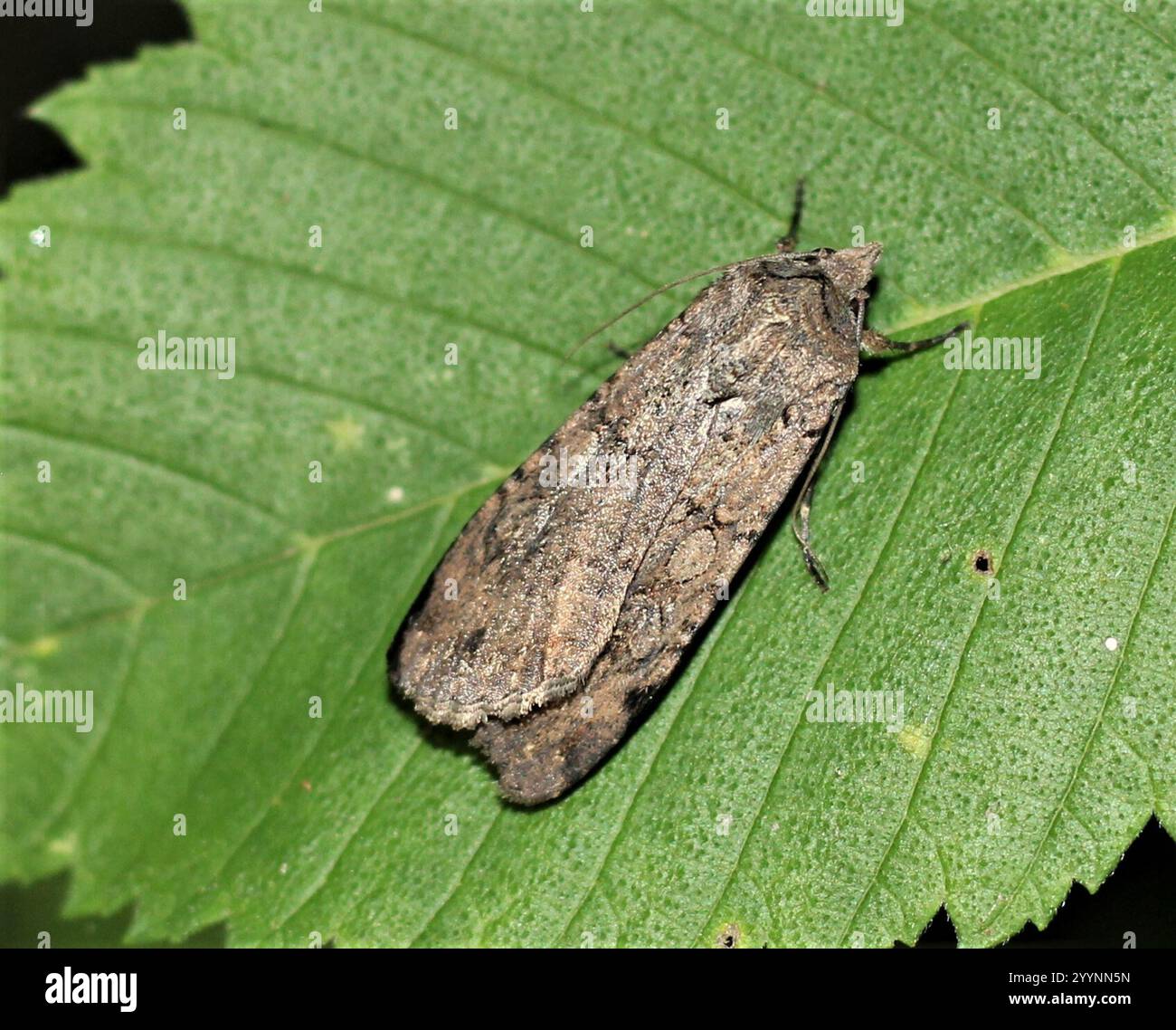 Variegated Cutworm Moth (Peridroma saucia Stock Photo - Alamy